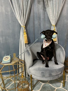 Remi's Dog Training Insitute